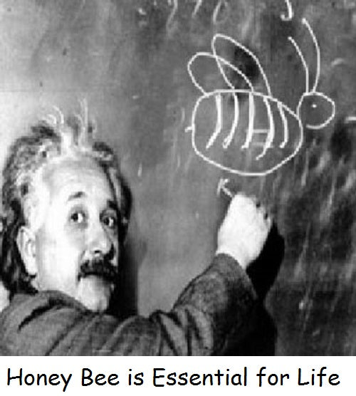 Was Einstein Right? - Bee Mission