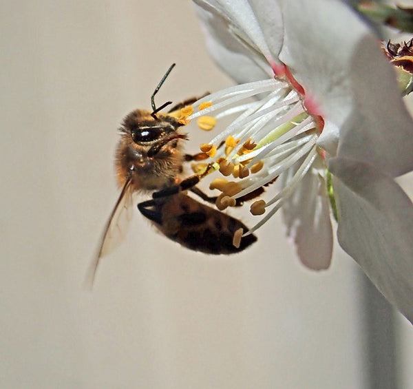Honeybees and Almond Trees - Bee Mission