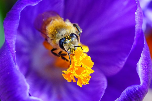 Recipe: Simply Delightful Honey Taffy - Bee Mission