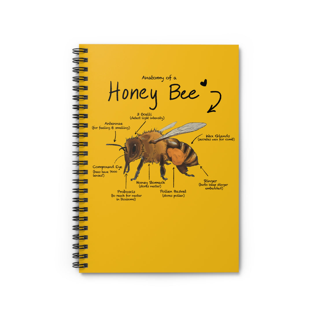 22 Amazing Facts About Bees – Bee Mission